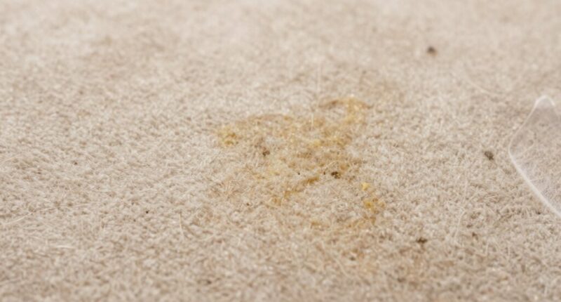 The Role of Fur in Animal Insulation - A Place for Animals