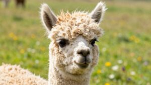 Why Alpacas Hum and What It Means - A Place for Animals