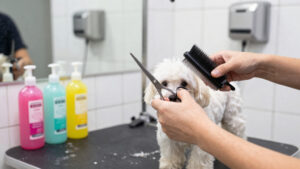 8 Best Dog Grooming Tools for Easier At-Home Grooming in 2026 - A Place ...